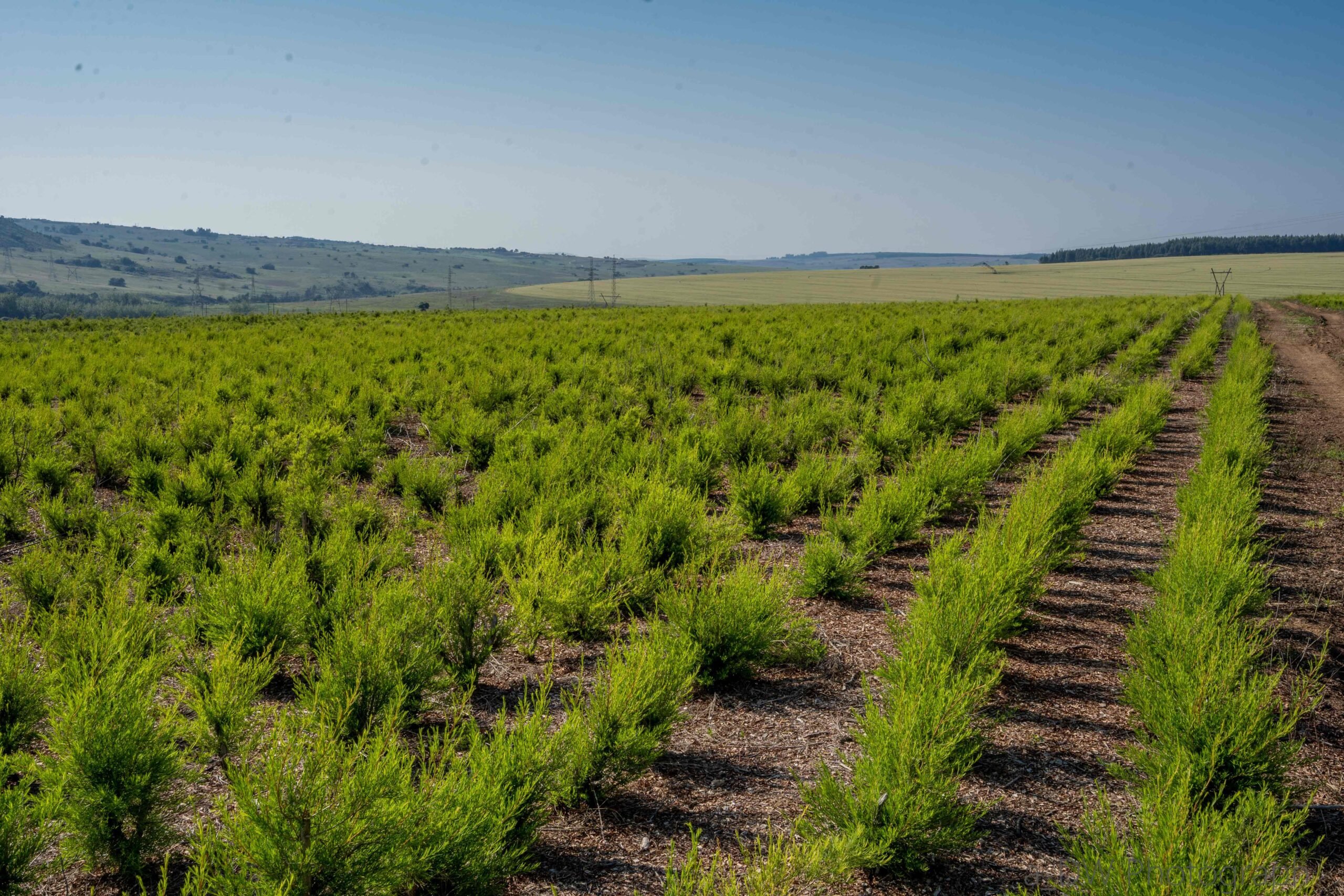 Eucalyptus SA 60%-90% Cineole - Ayanda Africa Oils